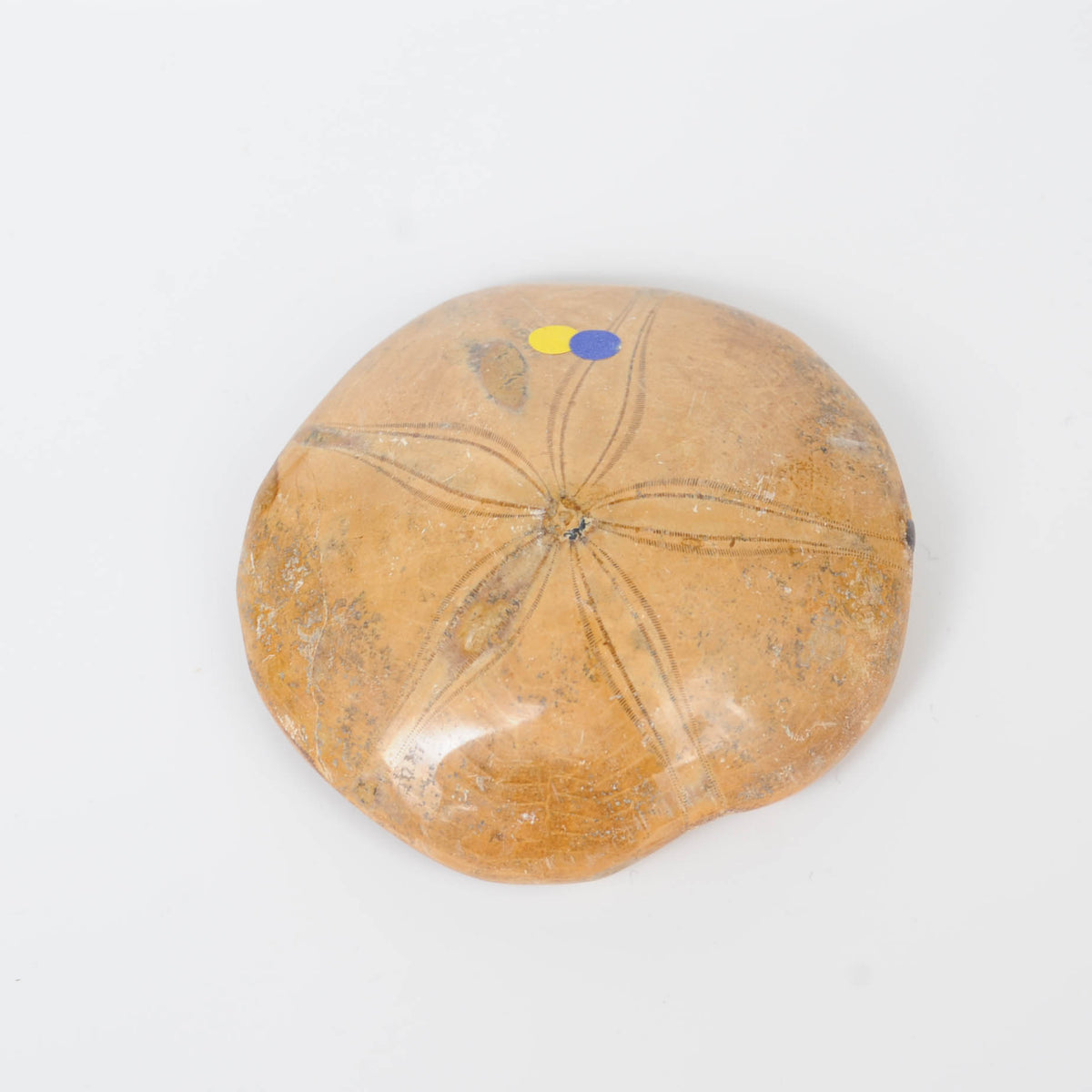 Giant Fossilized Sea Urchin Sand Dollar | Tree of Life Gems