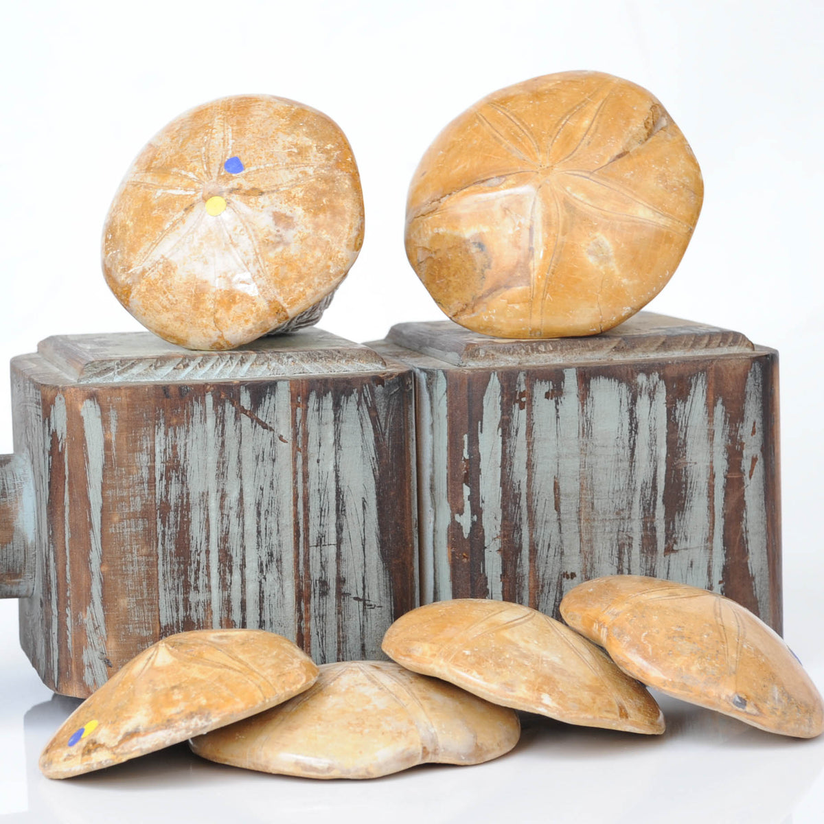 Giant Fossilized Sea Urchin Sand Dollar | Tree of Life Gems